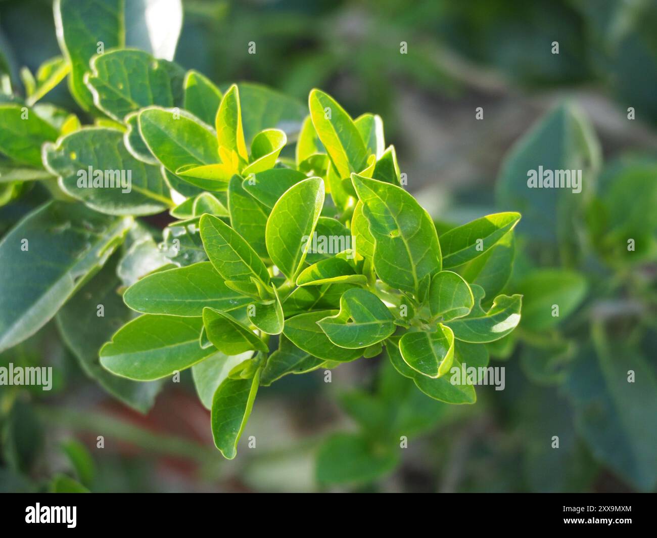 scrambling clerodendrum (Volkameria inermis) Plantae Stock Photo - Alamy