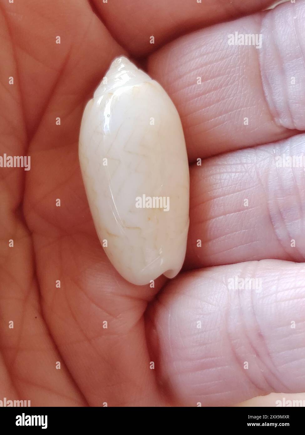 Netted Olive (Oliva reticularis) Mollusca Stock Photo - Alamy