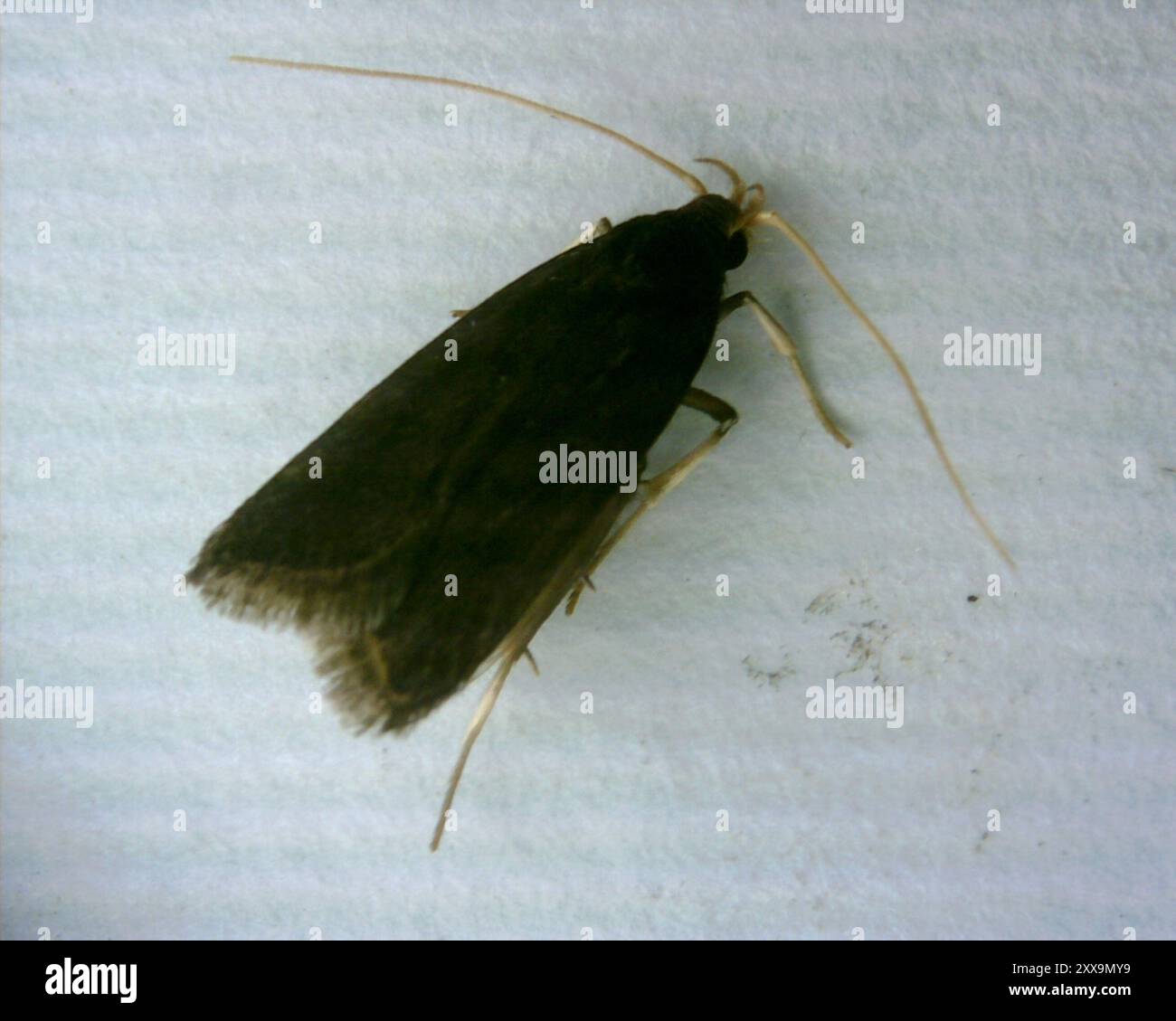 Butterflies and Moths (Lepidoptera) Insecta Stock Photo - Alamy