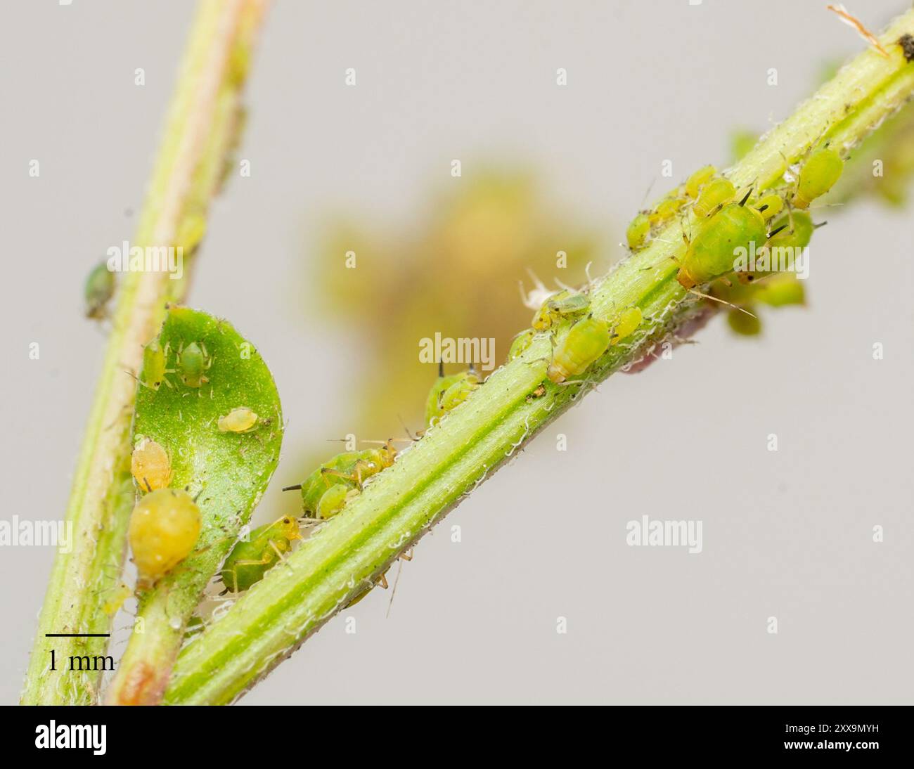 Spiraea Aphid (Aphis spiraecola) Insecta Stock Photo - Alamy