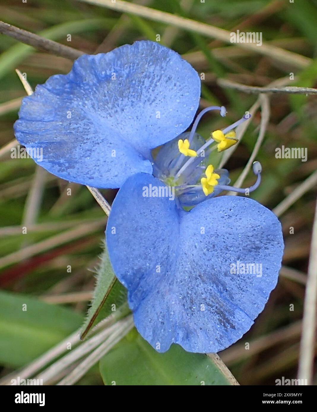 Annual Blue Dayflower (Commelina eckloniana) Plantae Stock Photo - Alamy