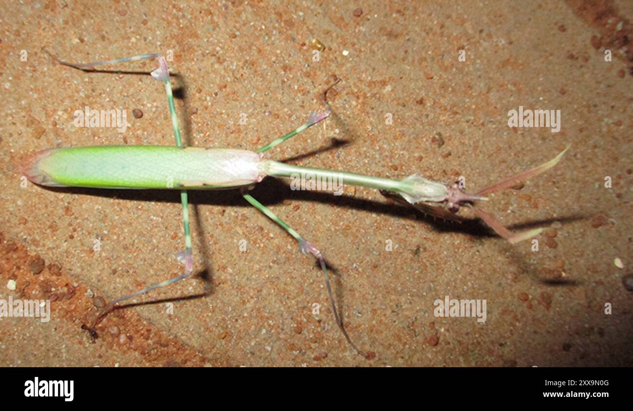 Conehead mantises hi-res stock photography and images - Alamy