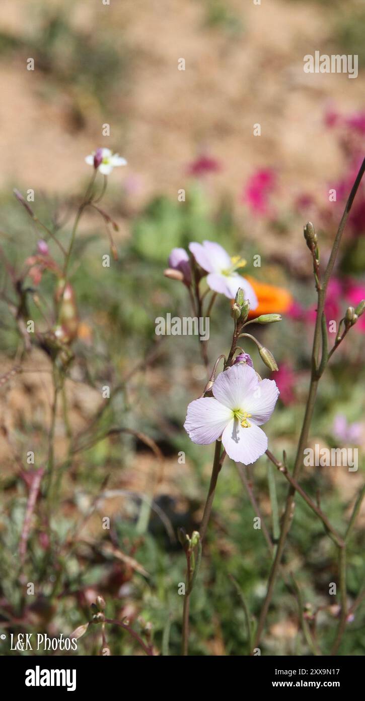 Fleshy Sunspurge (Heliophila carnosa) Plantae Stock Photo - Alamy