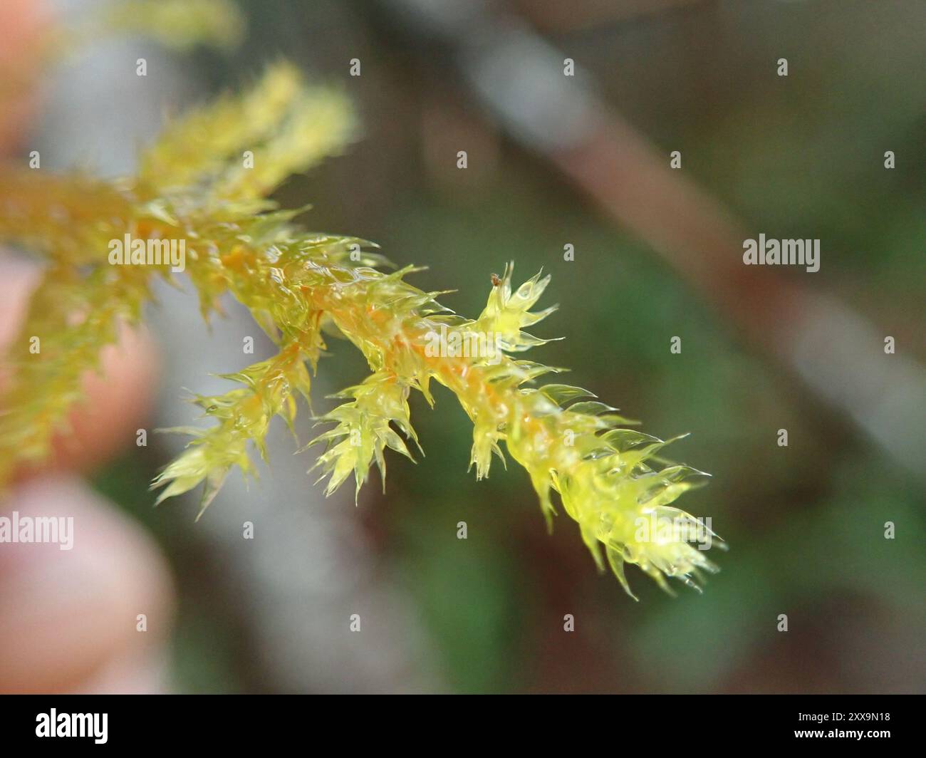 Pendulous Wing-moss (Antitrichia curtipendula) Plantae Stock Photo - Alamy