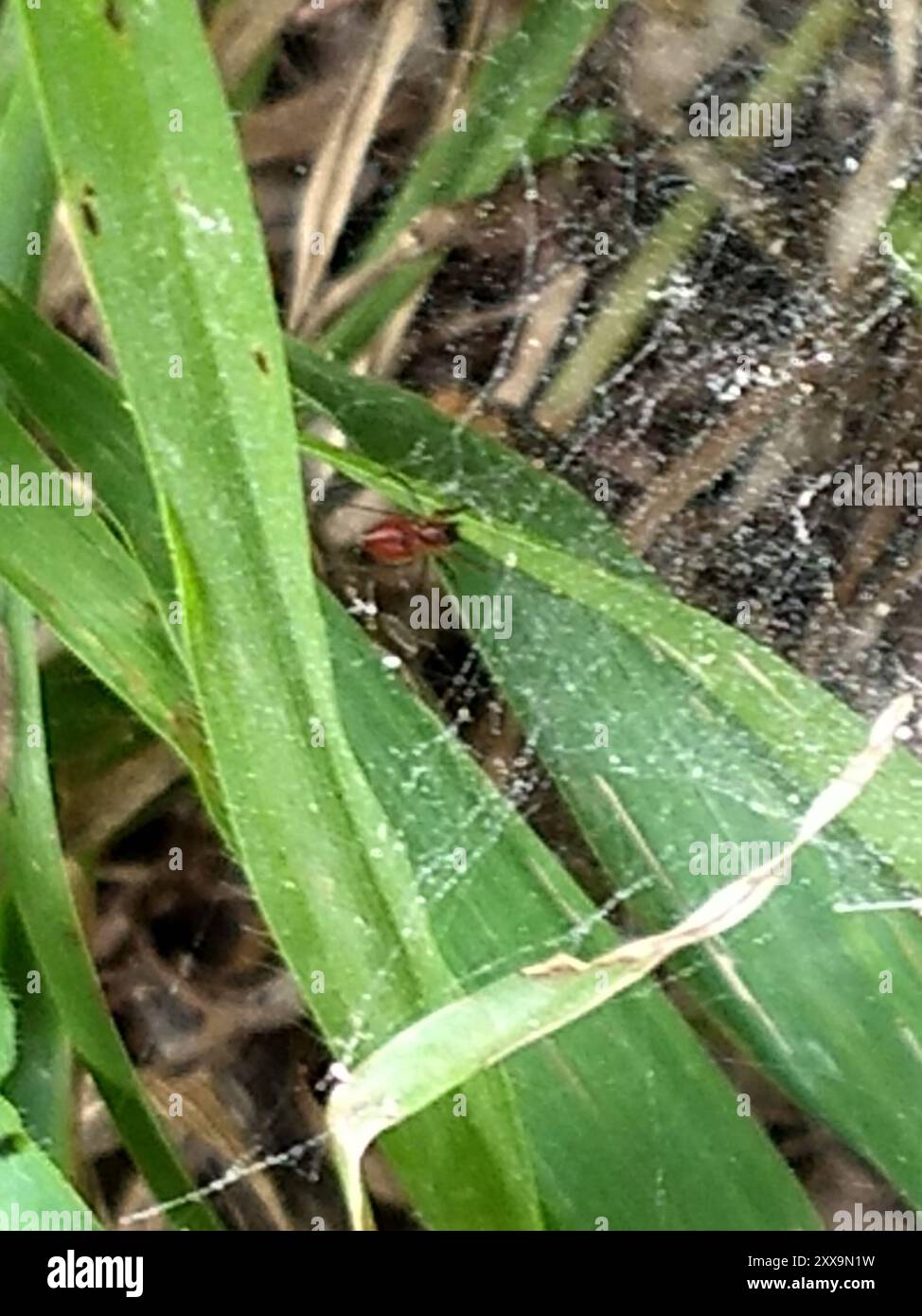 Sheetweb and Dwarf Weavers (Linyphiidae) Arachnida Stock Photo - Alamy