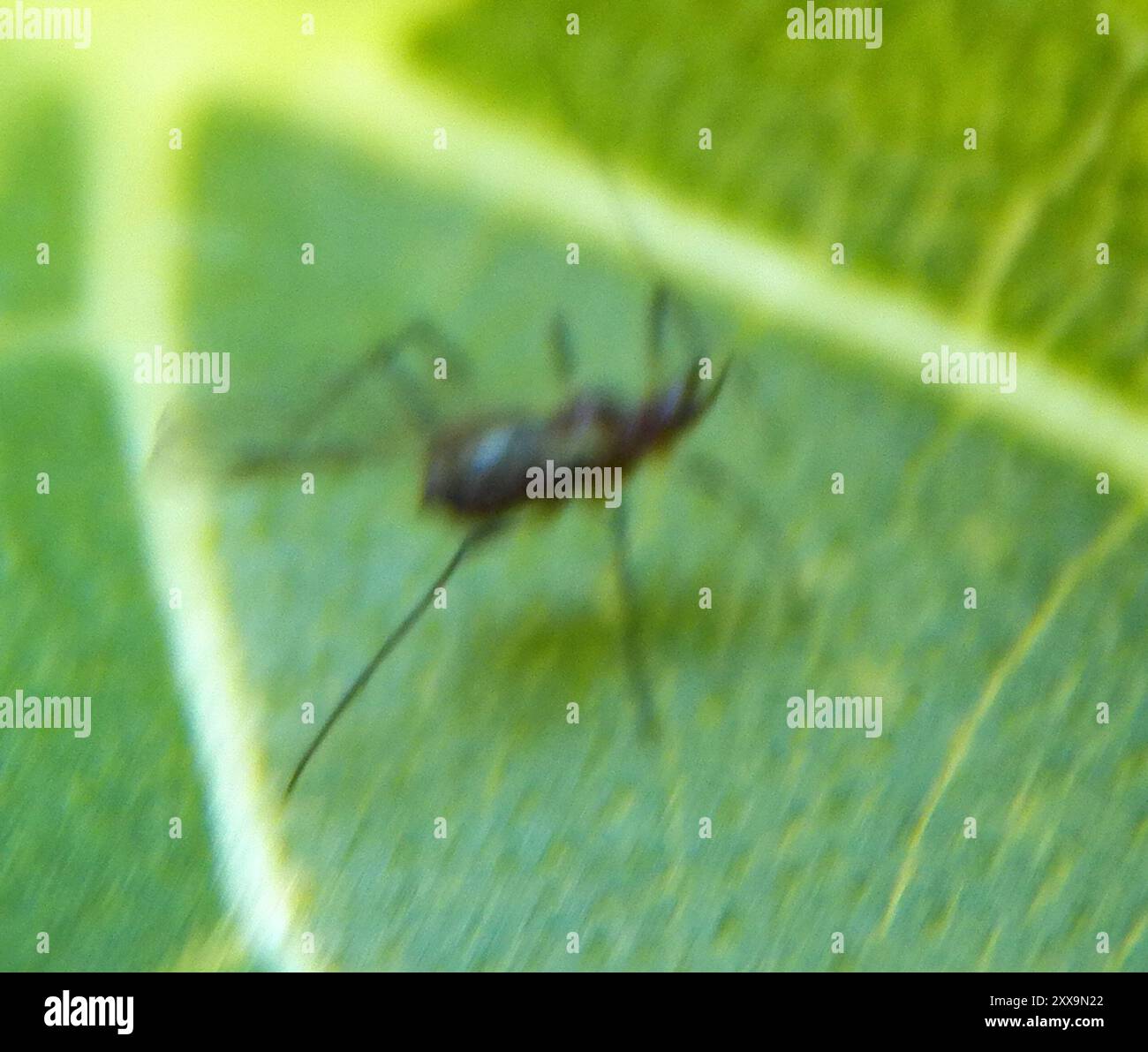 Aphids (Aphididae) Insecta Stock Photo - Alamy
