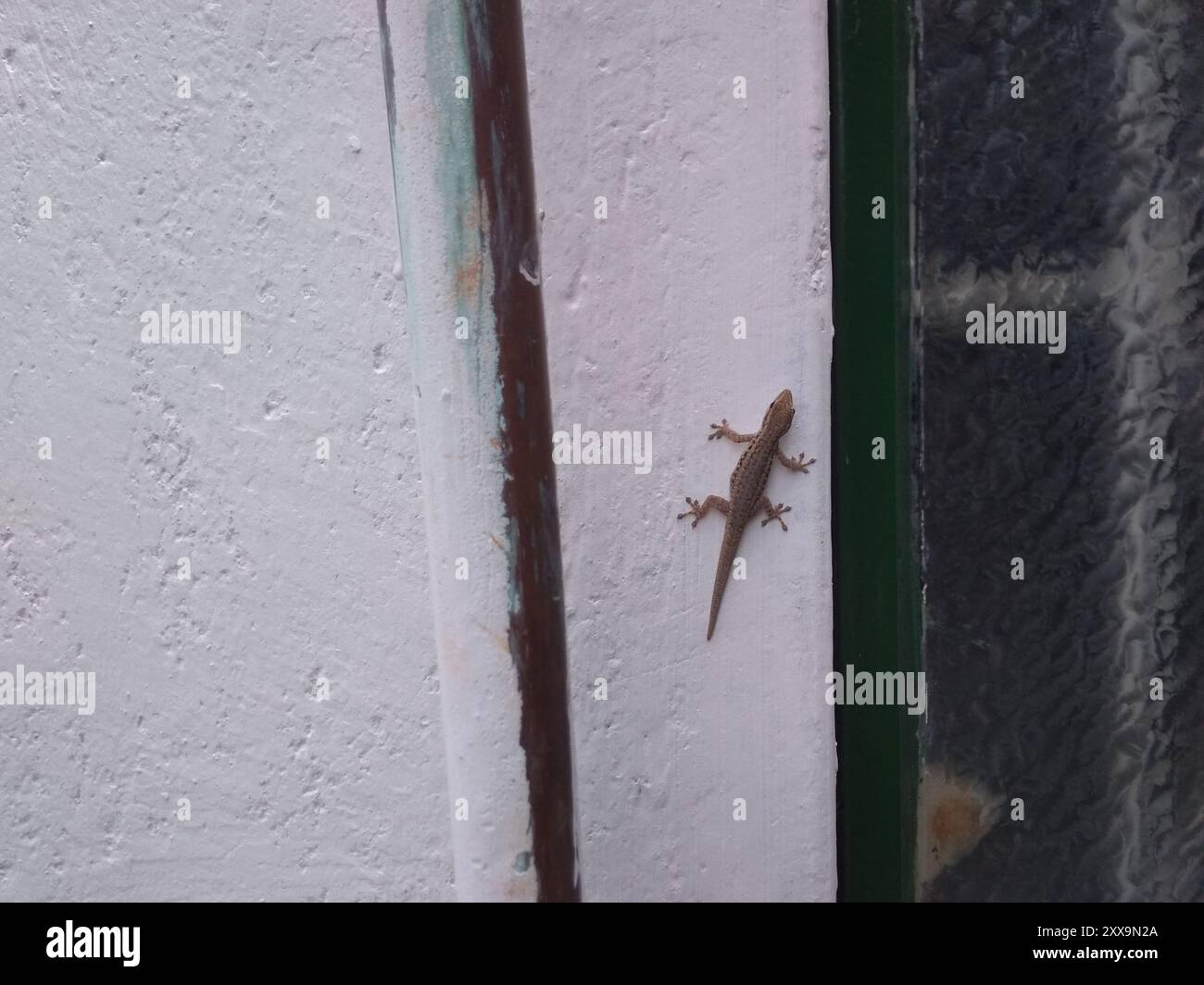 Common Dwarf Gecko (Lygodactylus capensis) Reptilia Stock Photo - Alamy