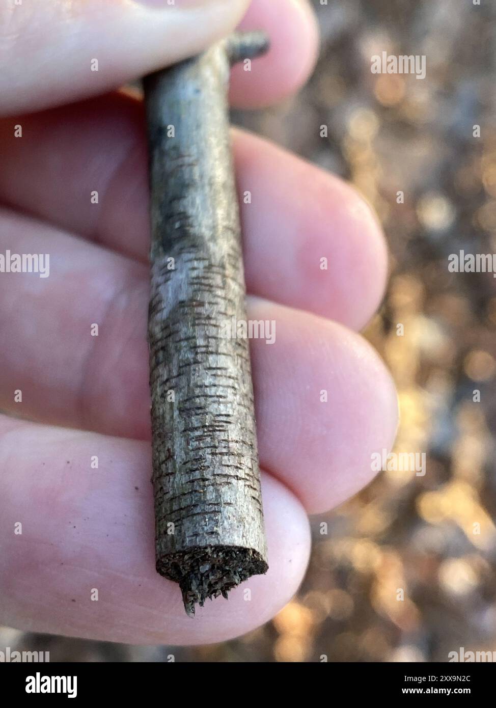 Twig girdler hi-res stock photography and images - Alamy