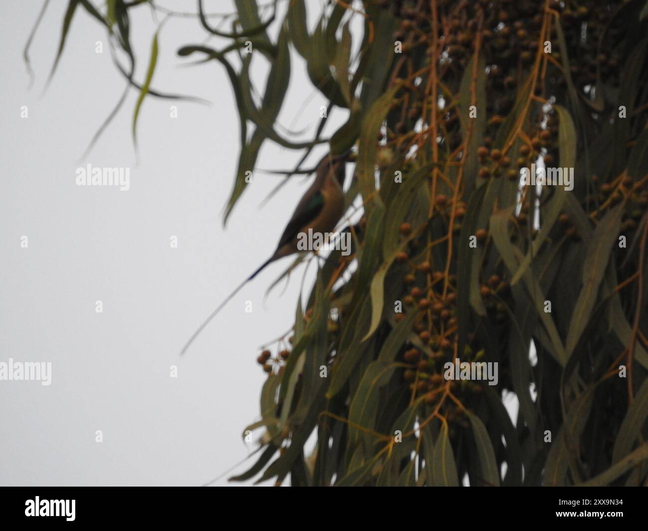 Pygmy Sunbird (Hedydipna platura) Aves Stock Photo - Alamy