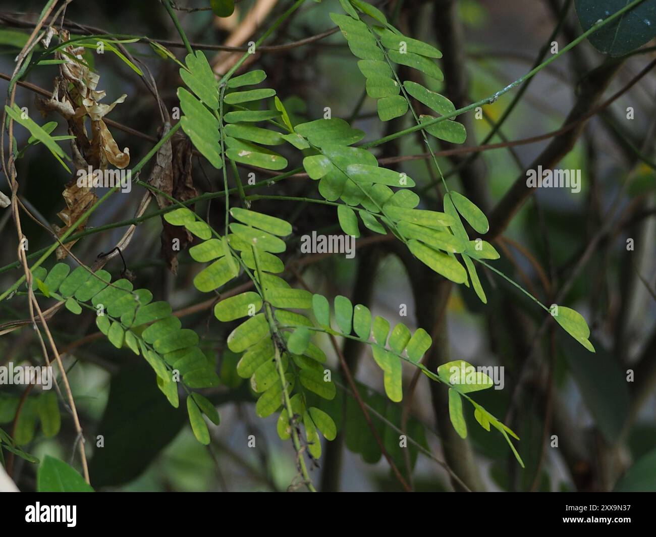 rosary pea (Abrus precatorius) Plantae Stock Photo - Alamy