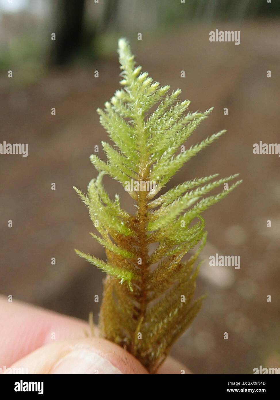 Oregon Beaked Moss (Kindbergia oregana) Plantae Stock Photo - Alamy