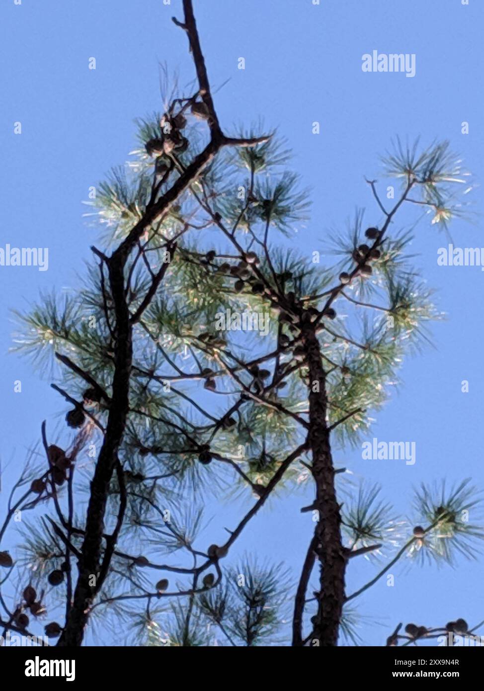 pond pine (Pinus serotina) Plantae Stock Photo - Alamy