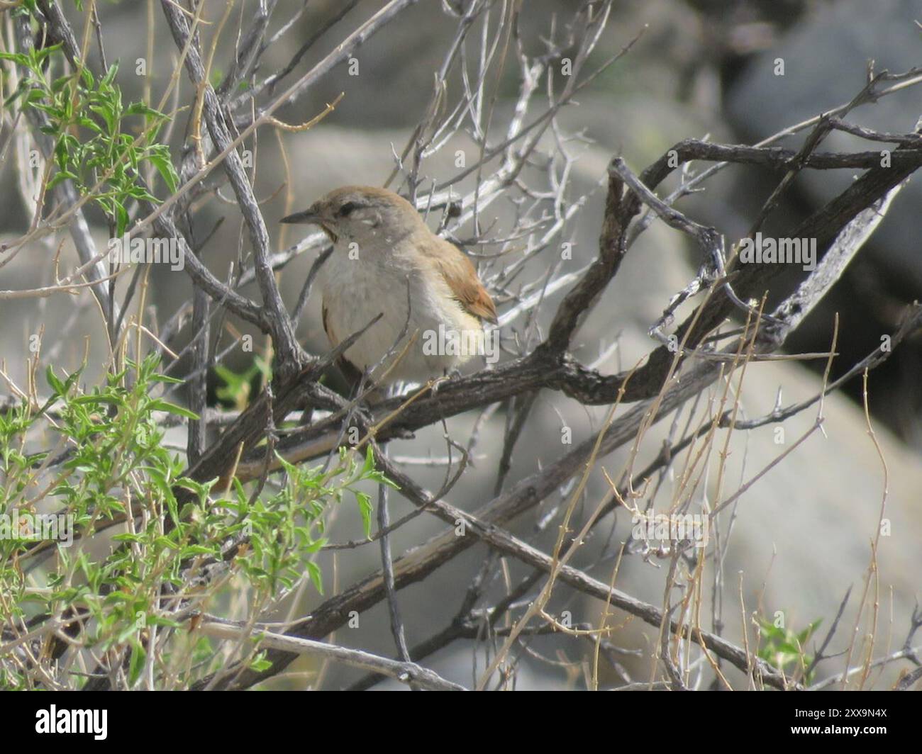 Creamy-breasted Canastero (Asthenes dorbignyi) Aves Stock Photo - Alamy