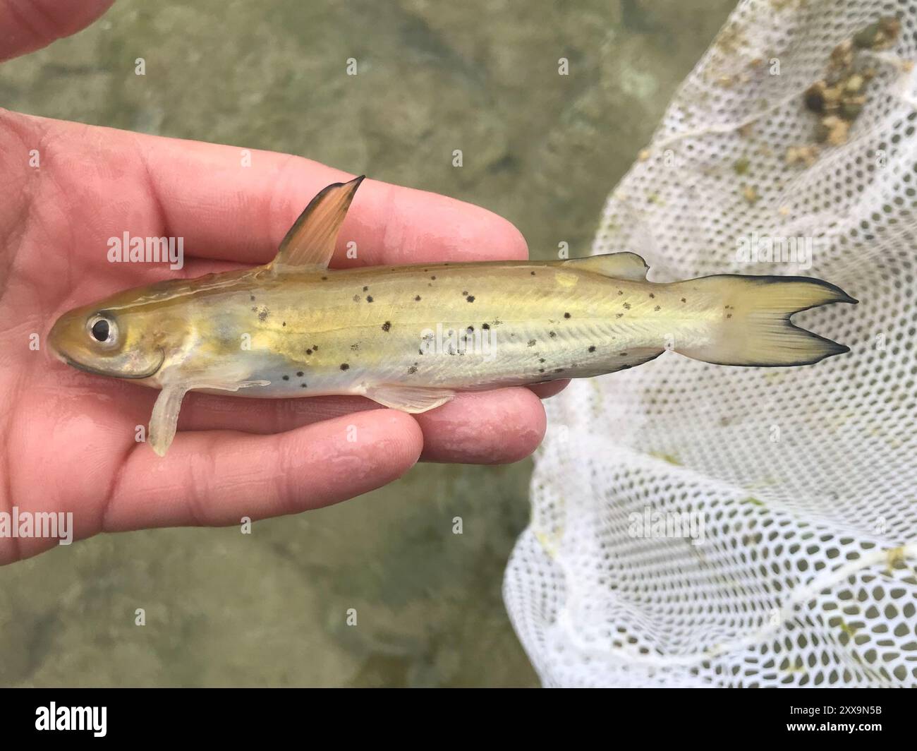 Channel Catfish (Ictalurus punctatus) Actinopterygii Stock Photo - Alamy