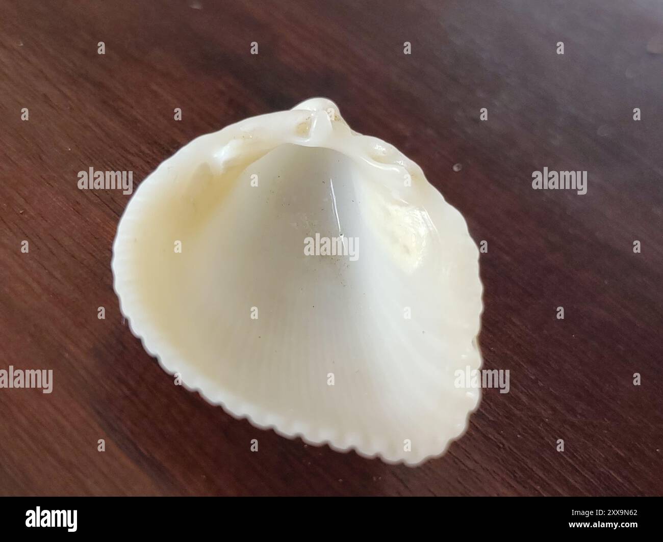 Atlantic strawberry cockle (Americardia media) Mollusca Stock Photo - Alamy