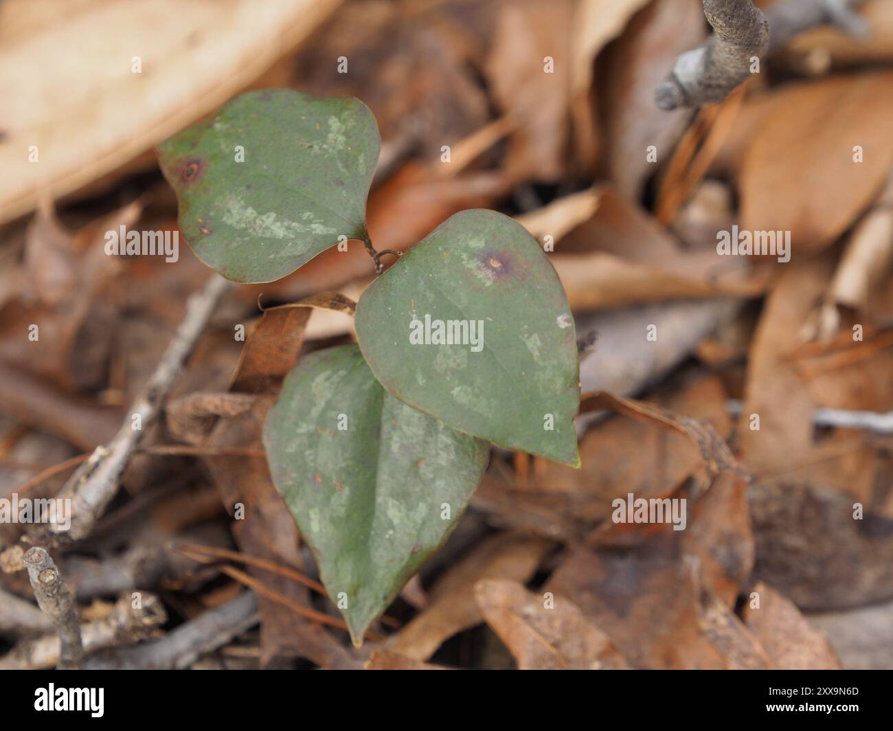 sawbrier (Smilax glauca) Plantae Stock Photo - Alamy