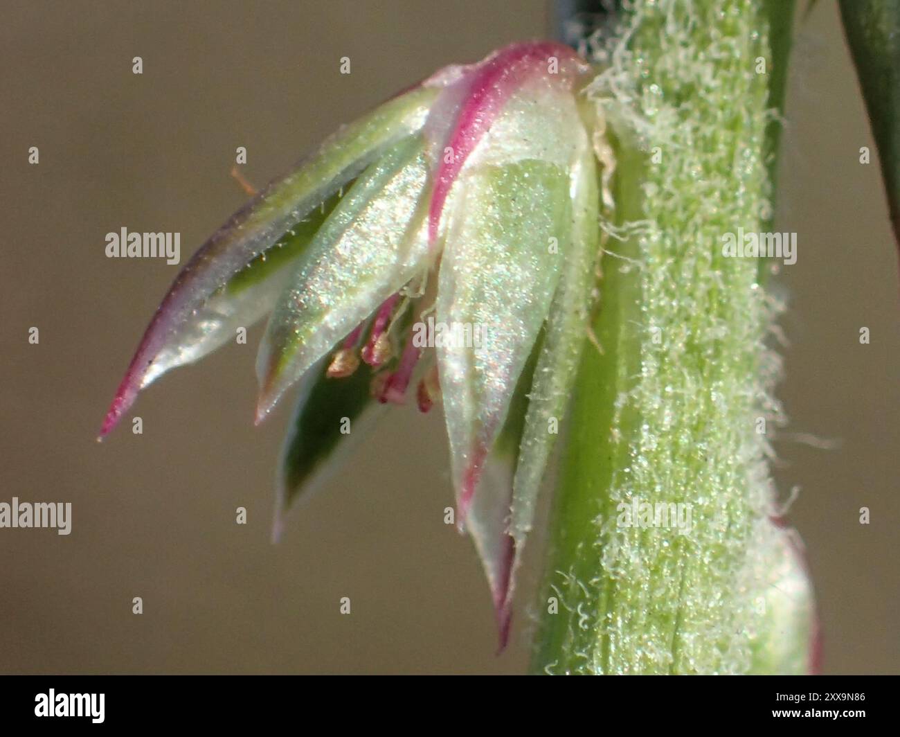 (Achyranthes aspera indica) Plantae Stock Photo - Alamy