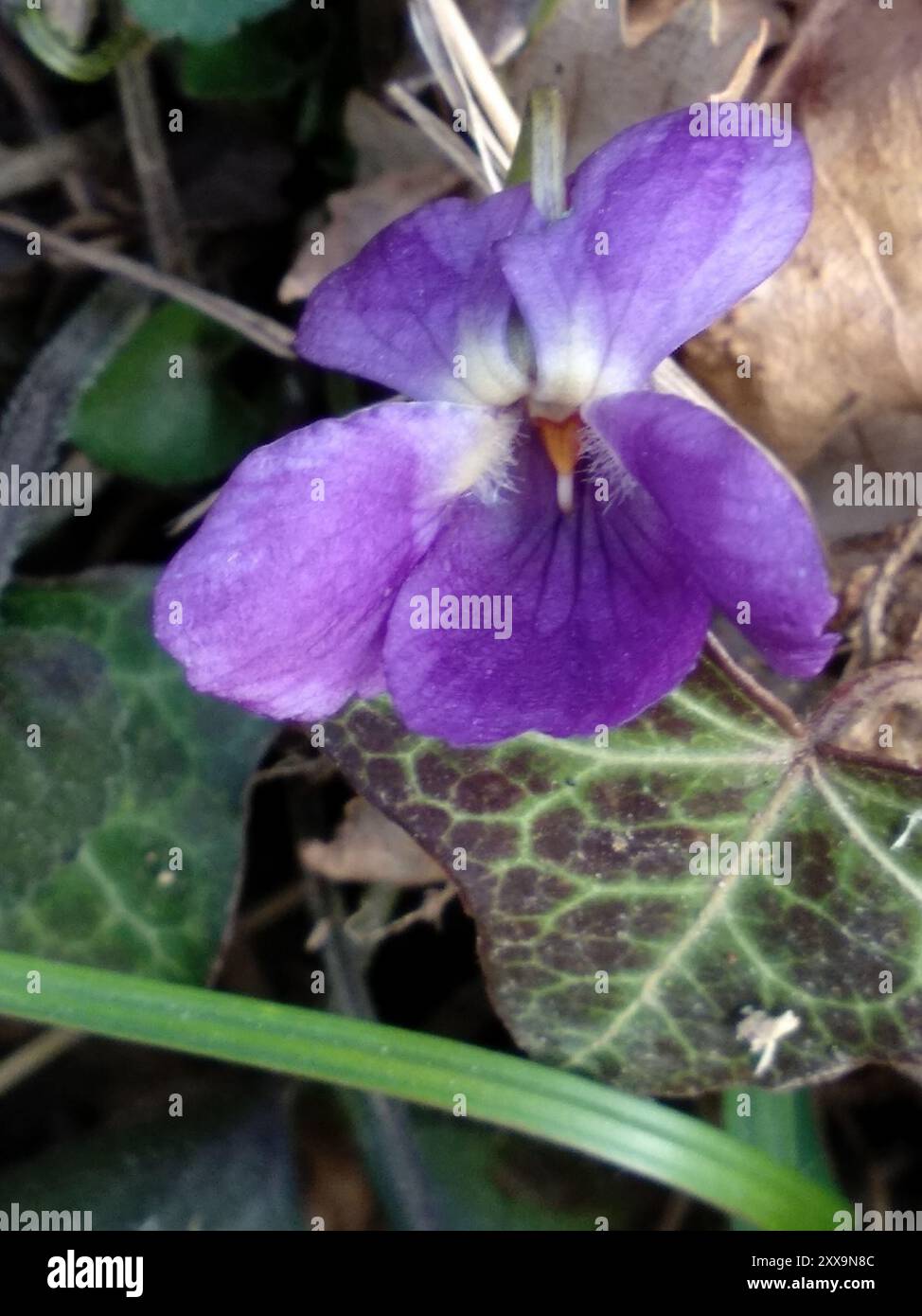 Sweet violet (Viola odorata) Plantae Stock Photo - Alamy