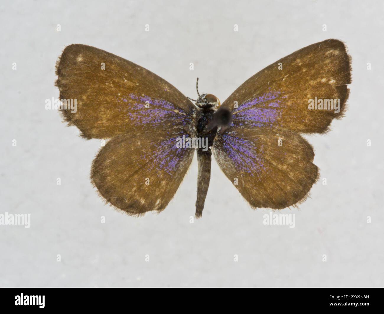 Western Pygmy-Blue (Brephidium exilis) Insecta Stock Photo - Alamy