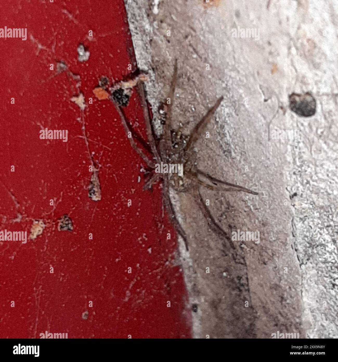 House Funnel-web Spiders (Tegenaria) Arachnida Stock Photo - Alamy