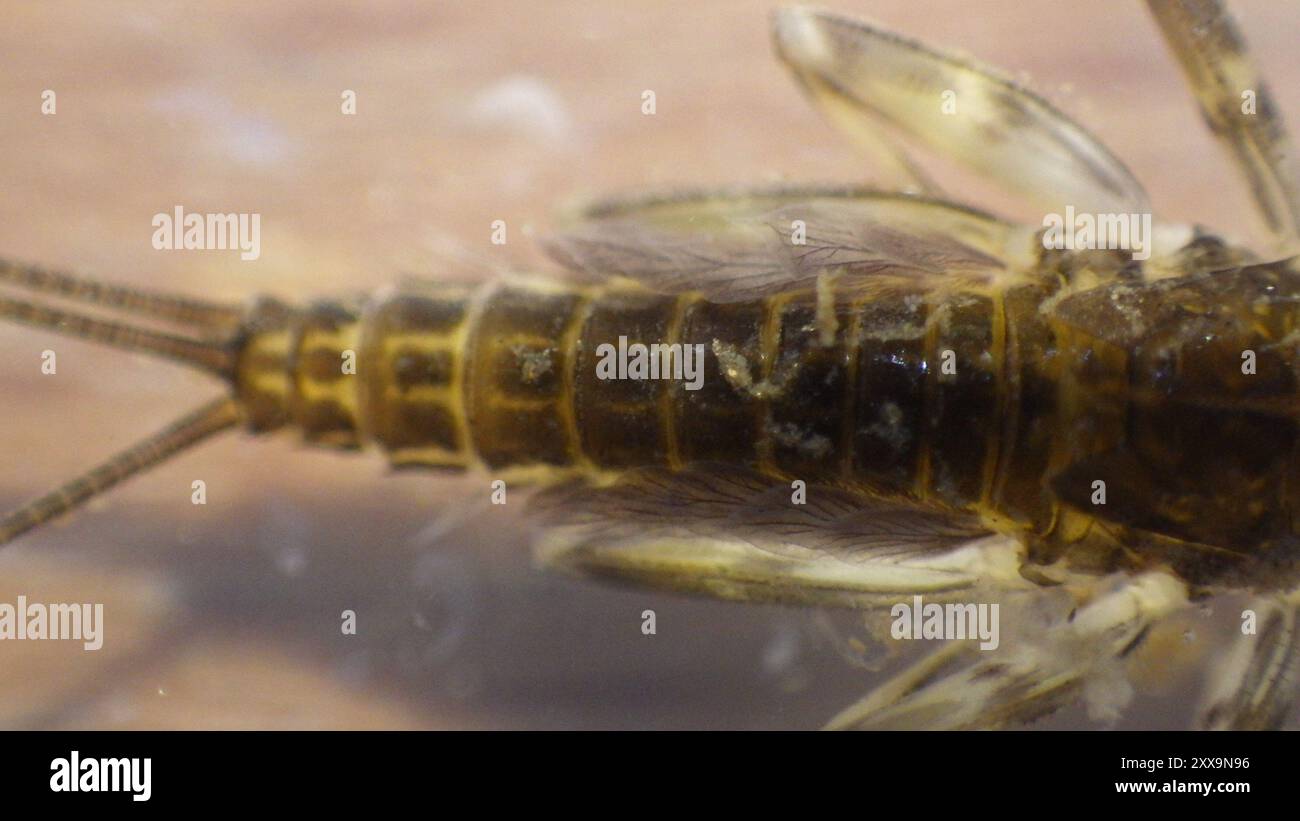 Orange Cahill (Stenacron interpunctatum) Insecta Stock Photo - Alamy