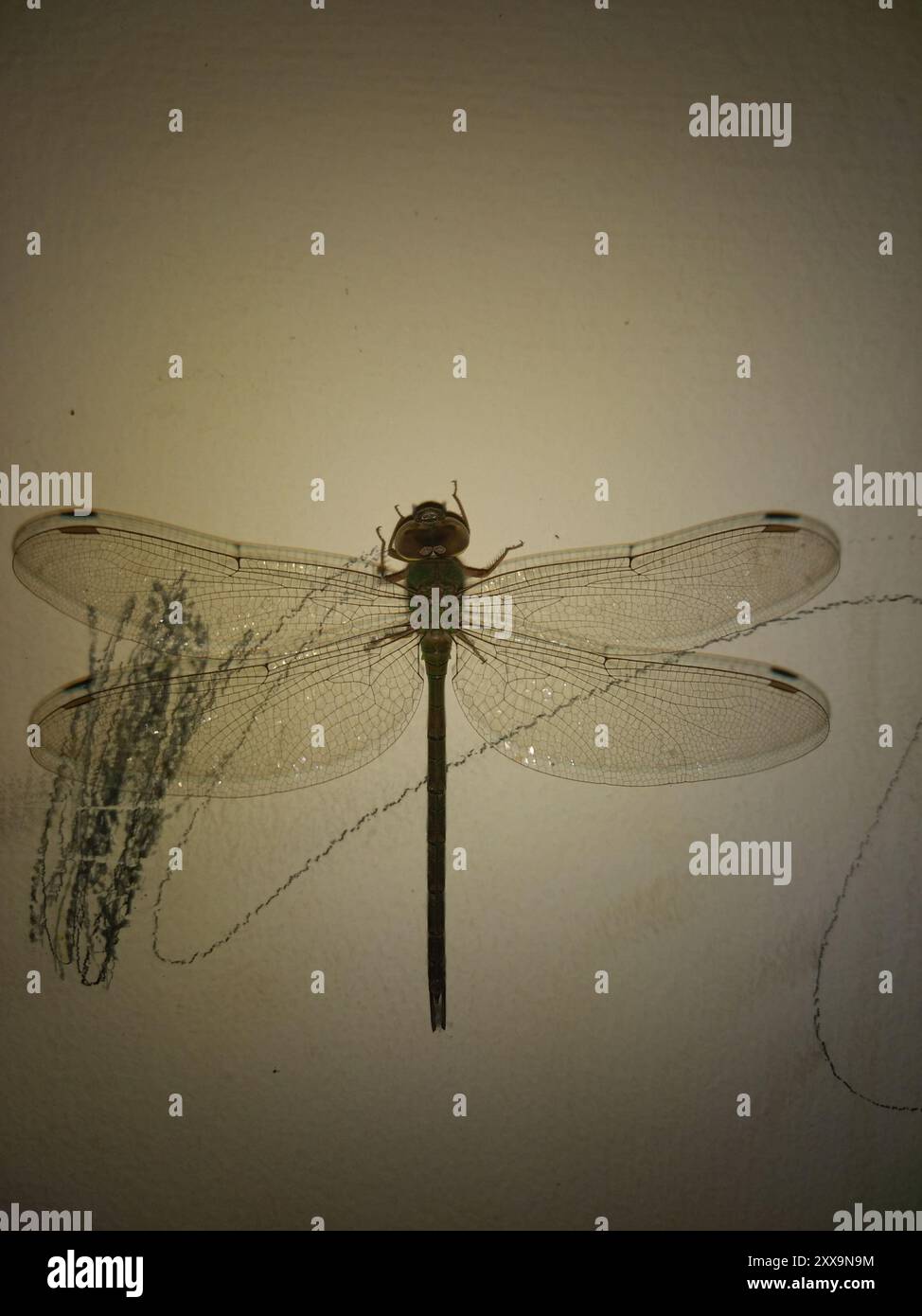 Small Duskhawker (Gynacantha bayadera) Insecta Stock Photo - Alamy