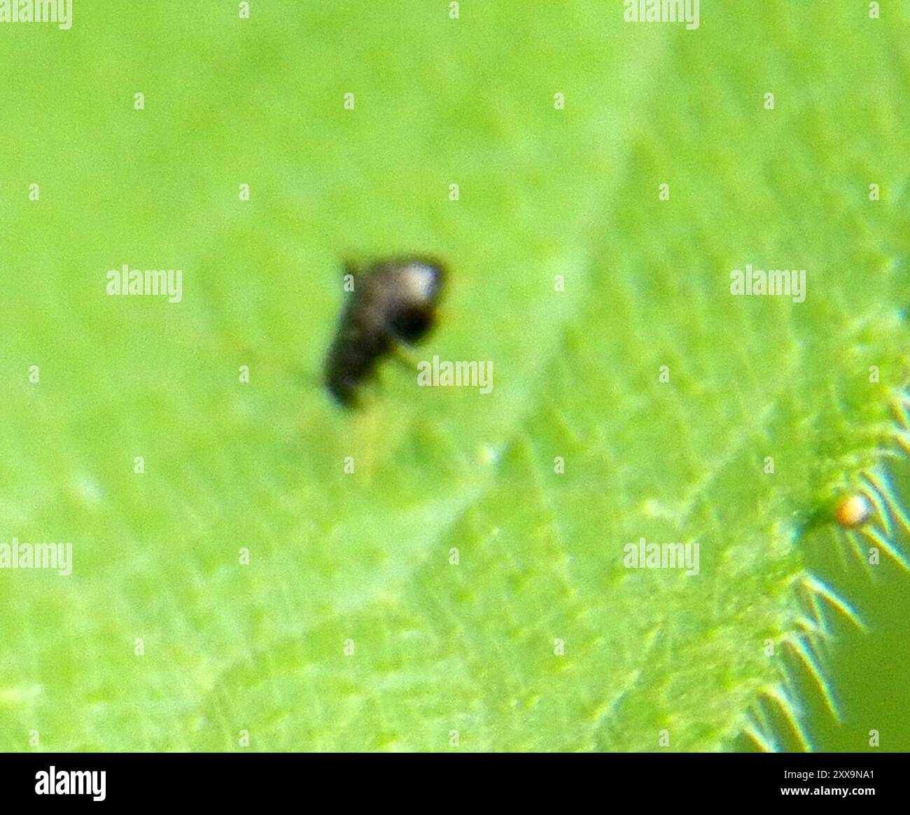 Garden Fleahopper (Microtechnites bractatus) Insecta Stock Photo - Alamy