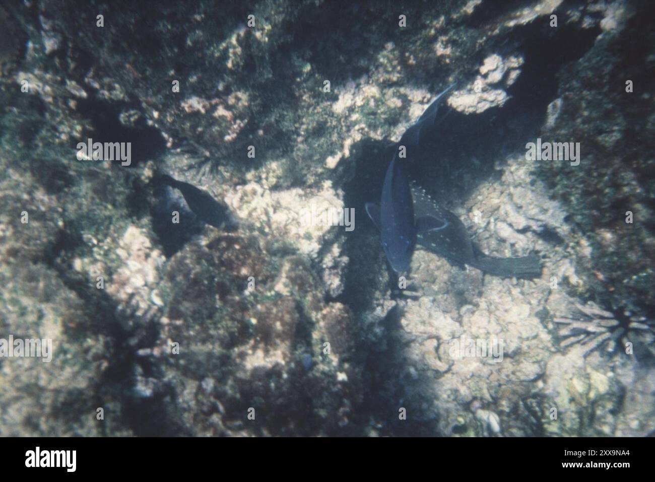 Starry Grouper (Epinephelus labriformis) Actinopterygii Stock Photo - Alamy
