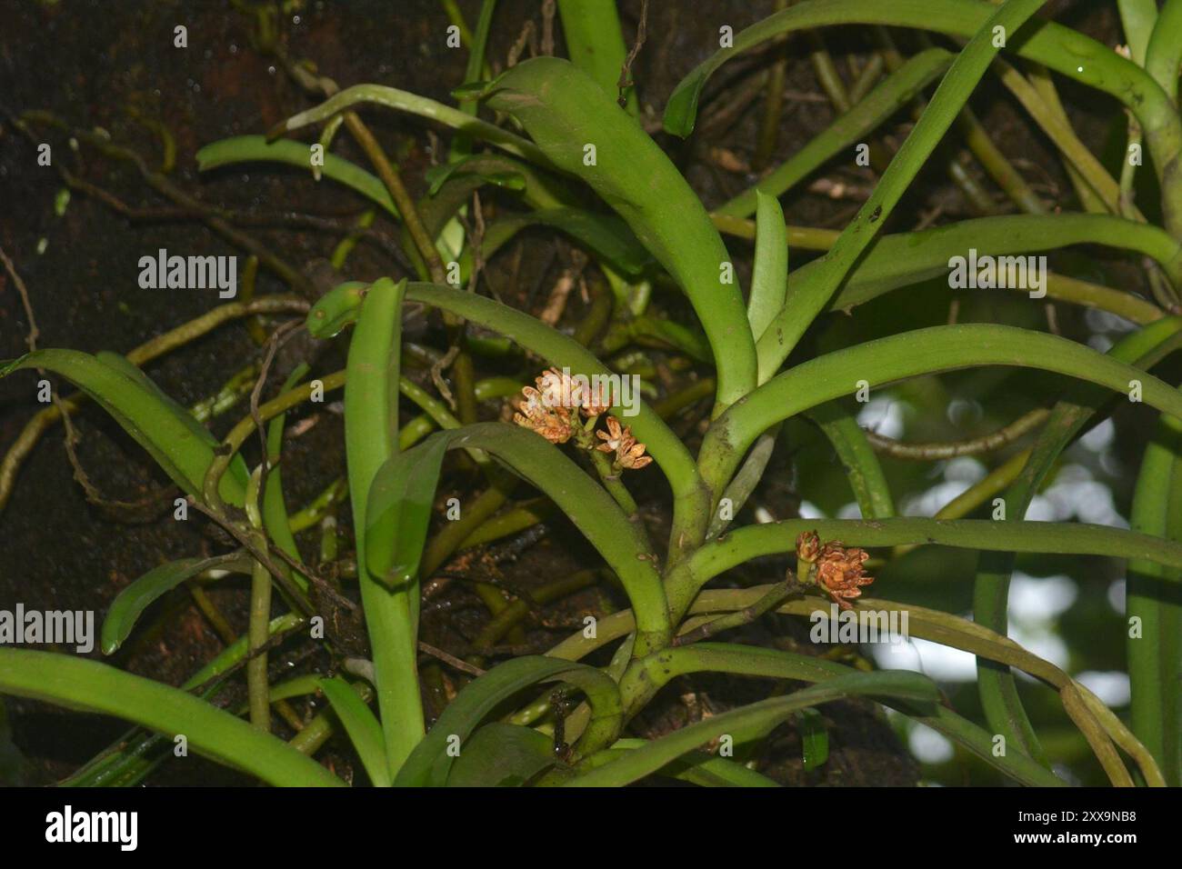 Acampe hi-res stock photography and images - Alamy