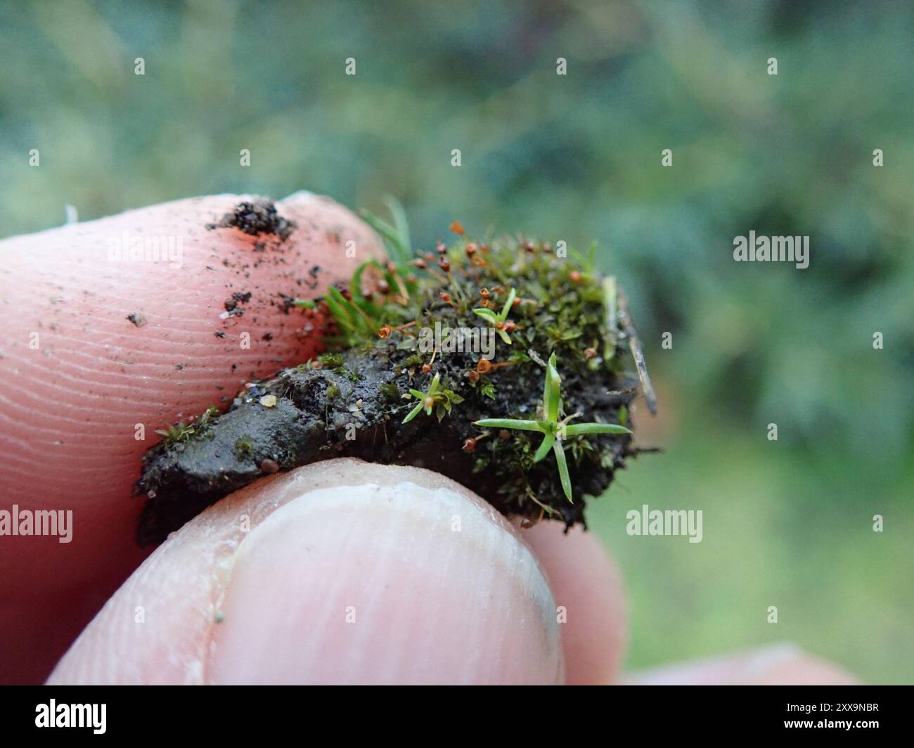 Common Pottia (Tortula truncata) Plantae Stock Photo - Alamy