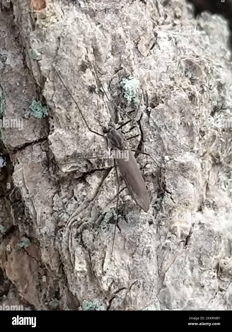 Non-biting Midges (Chironomidae) Insecta Stock Photo - Alamy