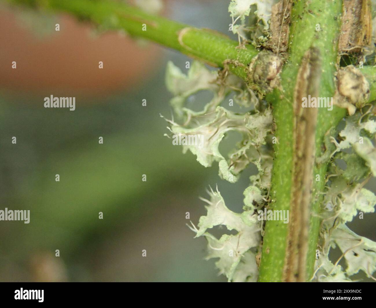 Fringed Rosette Lichen (Physcia tenella) Fungi Stock Photo - Alamy