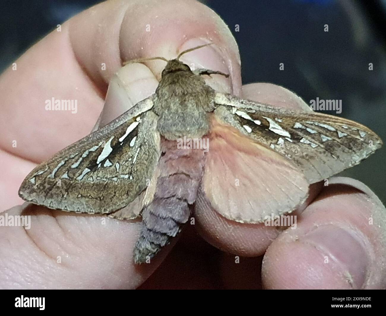 Sand Porina (Wiseana signata) Insecta Stock Photo - Alamy