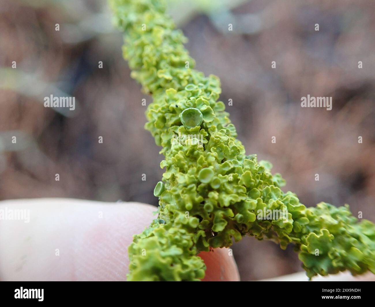 Pin-cushion Sunburst Lichen (Polycauliona polycarpa) Fungi Stock Photo ...