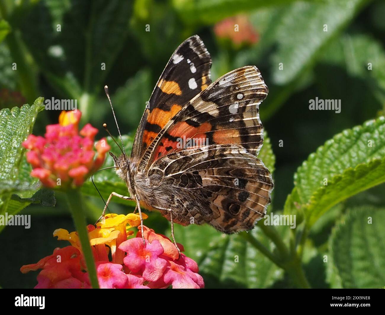 Subtropical Lady (Vanessa carye) Insecta Stock Photo - Alamy