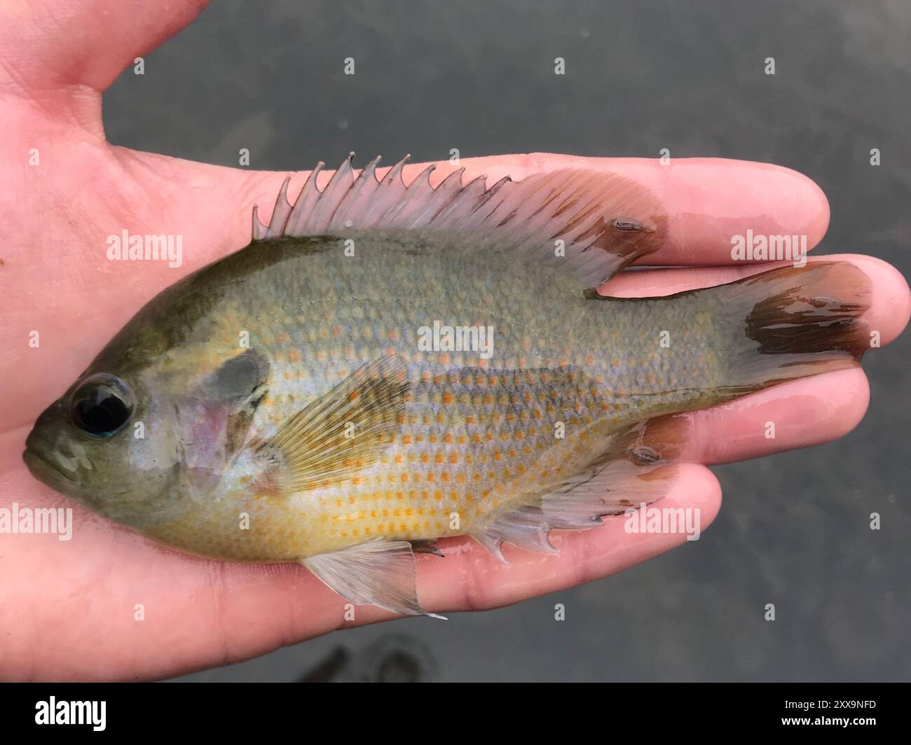 Redspotted Sunfish (Lepomis miniatus) Actinopterygii Stock Photo - Alamy
