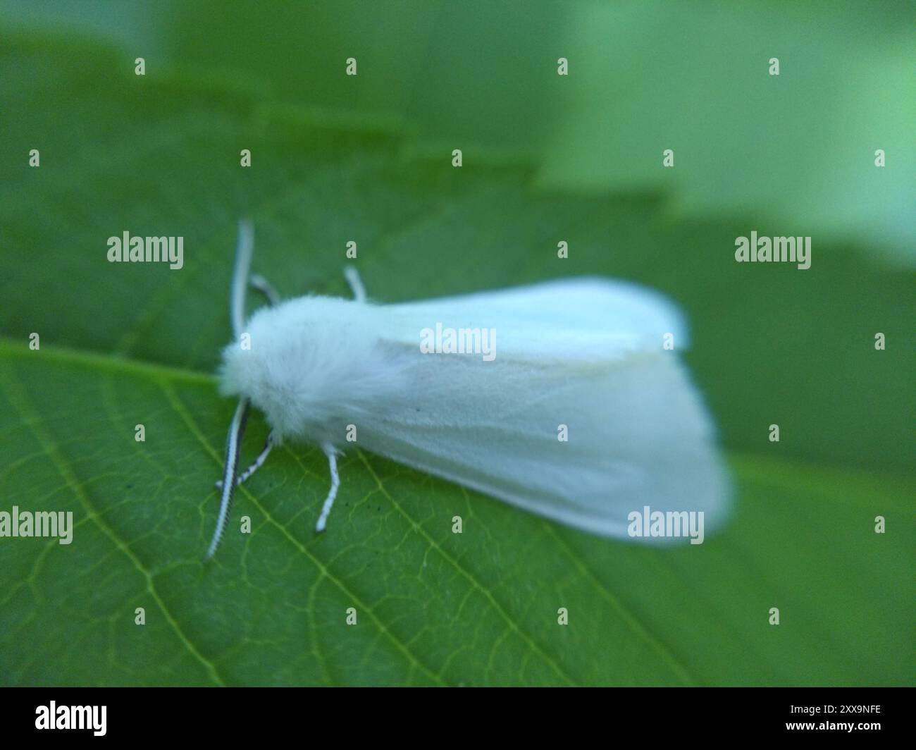 Fall Webworm Moth (Hyphantria cunea) Insecta Stock Photo - Alamy
