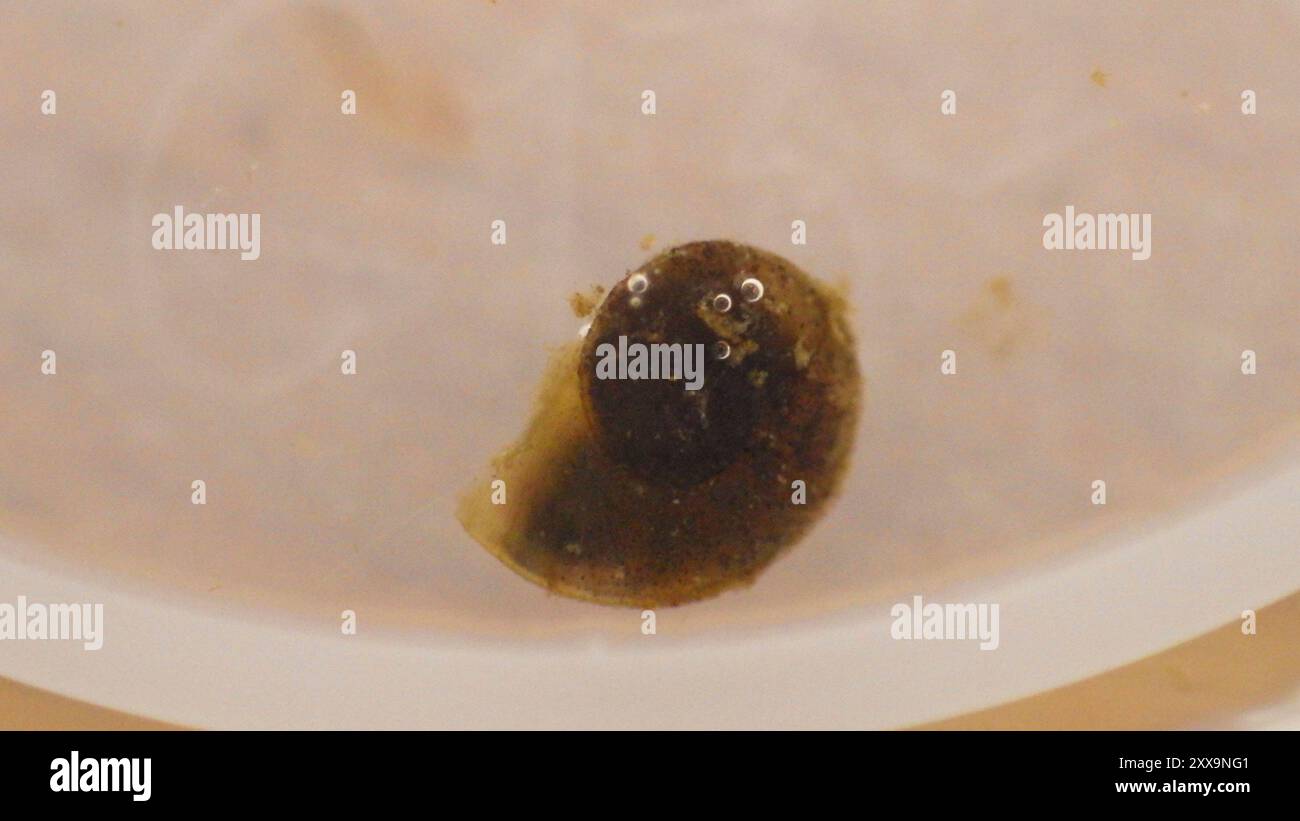 Valve Snails (Valvatidae) Mollusca Stock Photo - Alamy