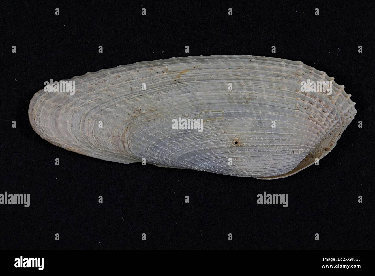 White Piddock (Barnea candida) Mollusca Stock Photo - Alamy