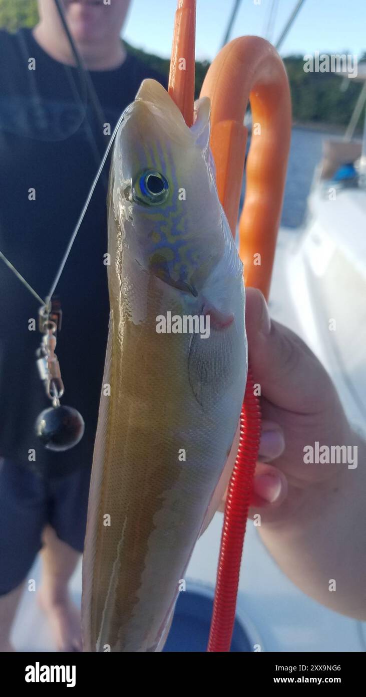 Sand Tilefish (Malacanthus plumieri) Actinopterygii Stock Photo - Alamy