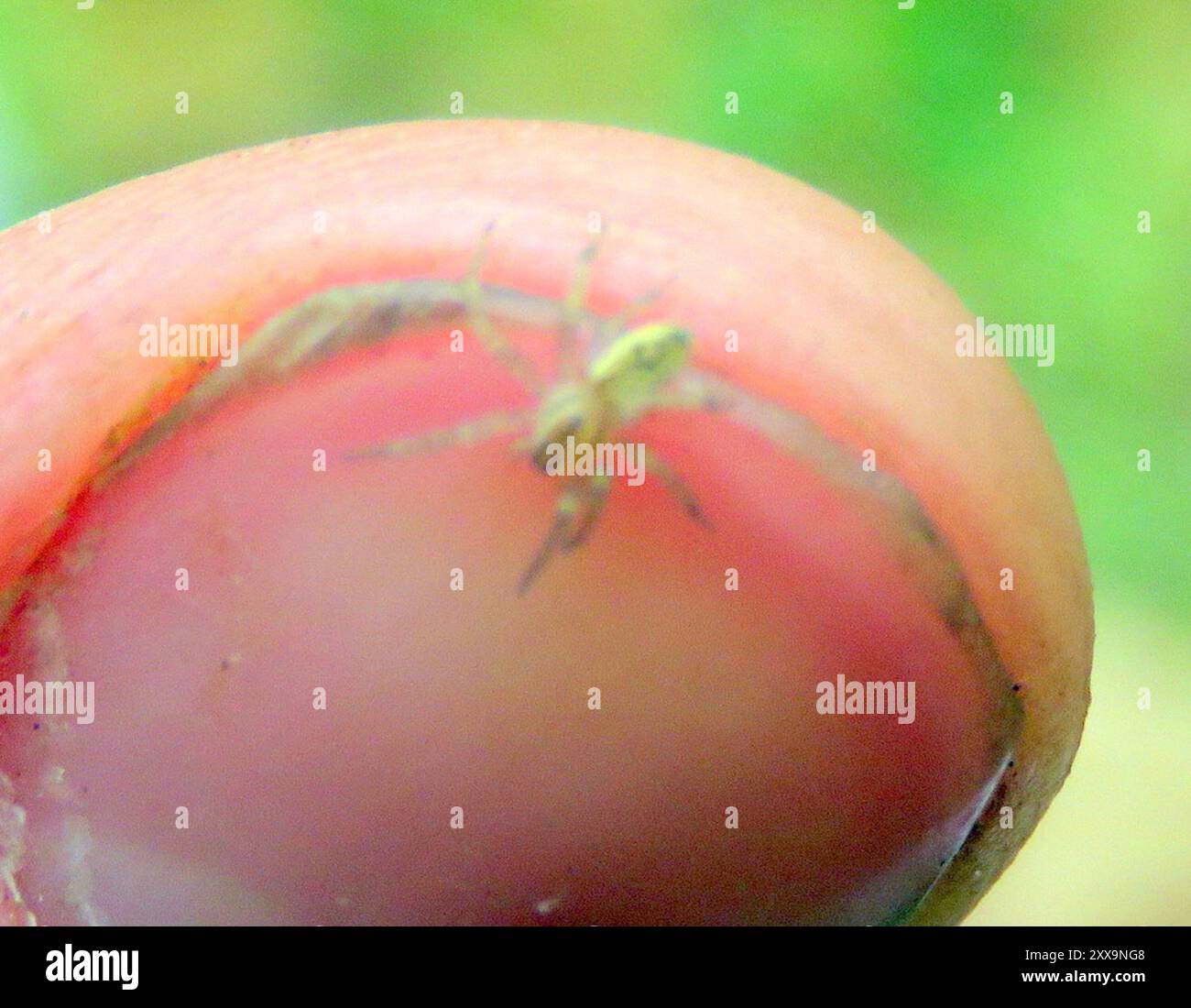 Ghost Spiders (Anyphaenidae) Arachnida Stock Photo - Alamy