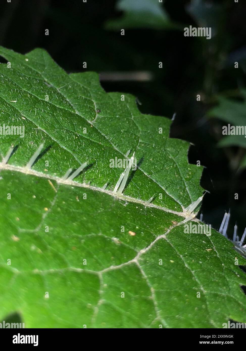 Tree Nettle (Urtica ferox) Plantae Stock Photo - Alamy