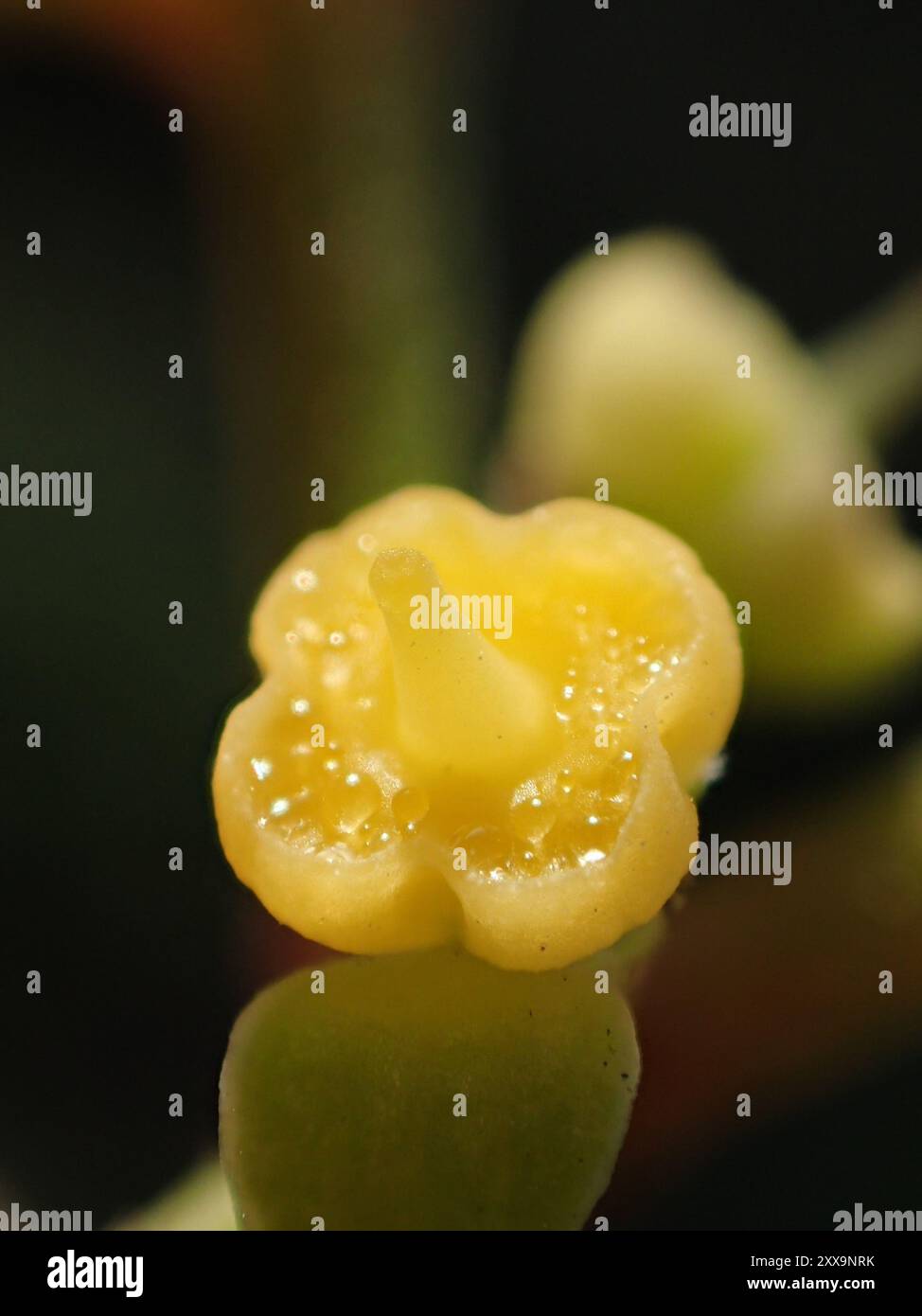 Bushkiller (Causonis japonica) Plantae Stock Photo - Alamy