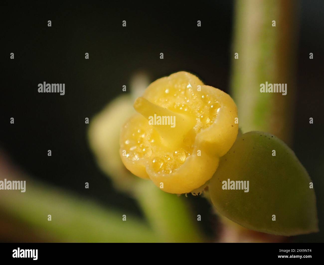 Bushkiller (Causonis japonica) Plantae Stock Photo - Alamy