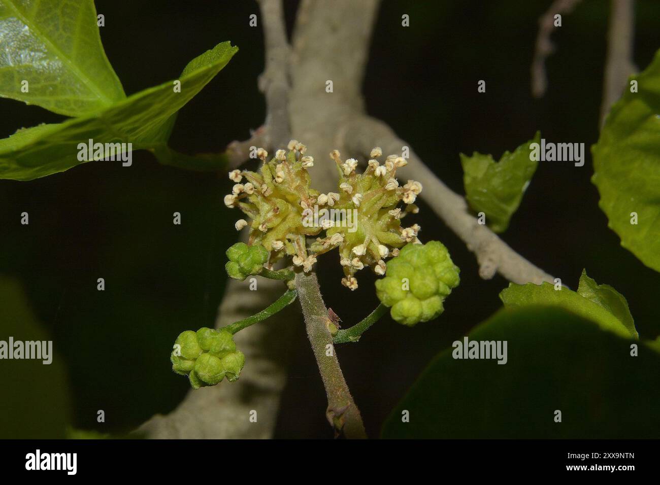 Siamese rough bush (Streblus asper) Plantae Stock Photo - Alamy