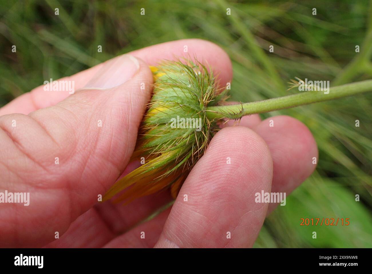 Pretty African Thistle (Berkheya speciosa) Plantae Stock Photo - Alamy