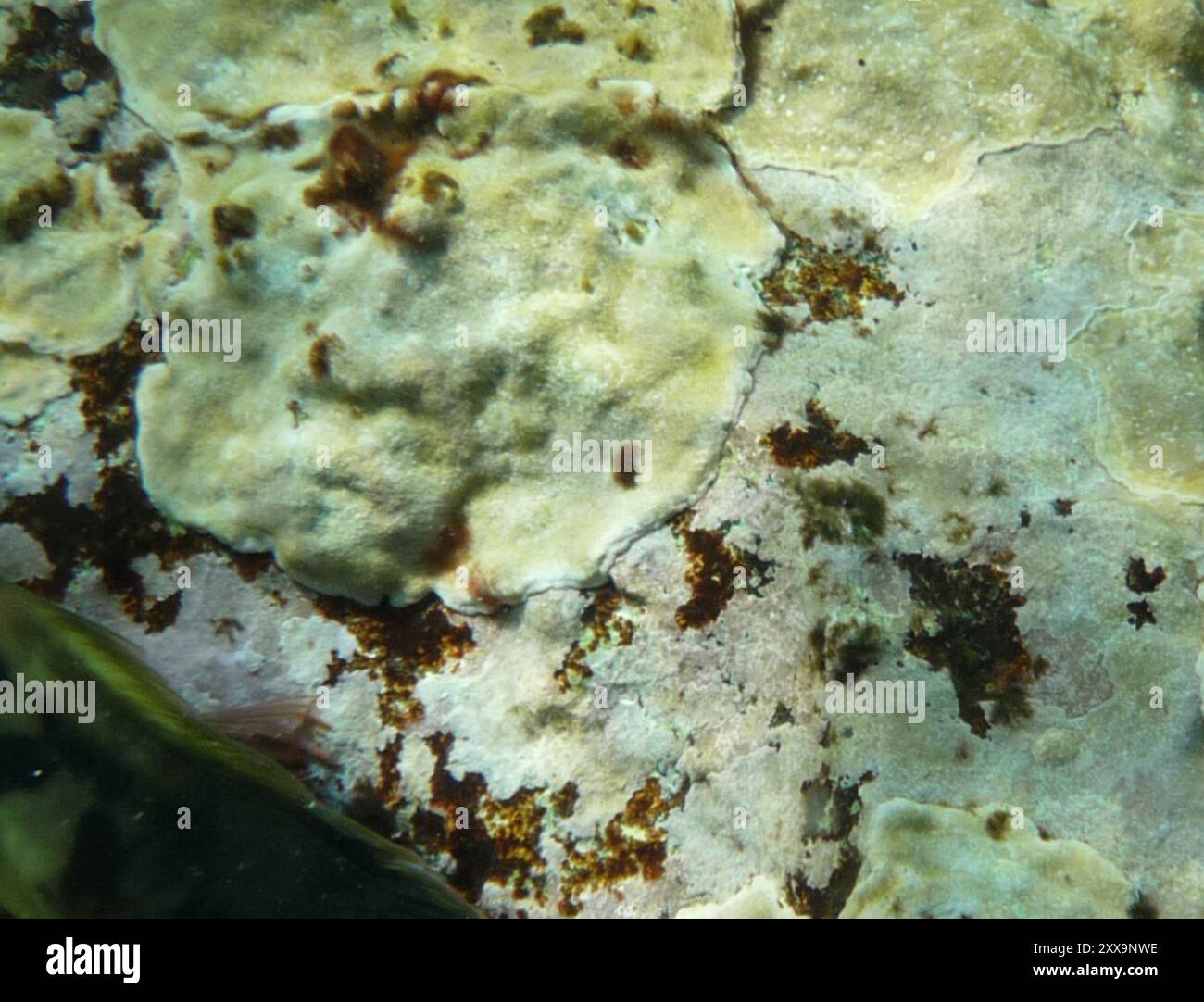 red algae (Rhodophyta) Plantae Stock Photo - Alamy