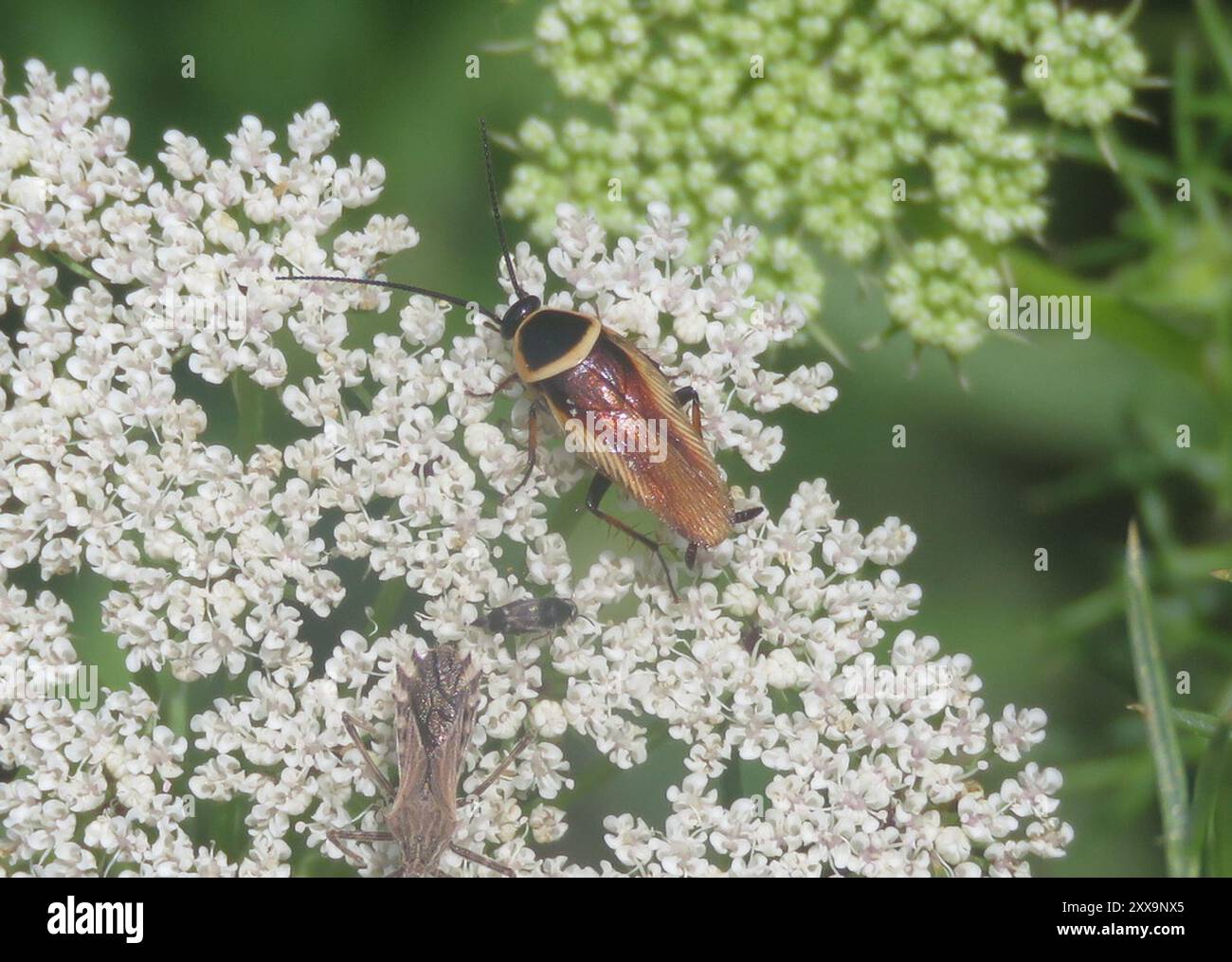 (Pseudomops neglectus) Insecta Stock Photo - Alamy