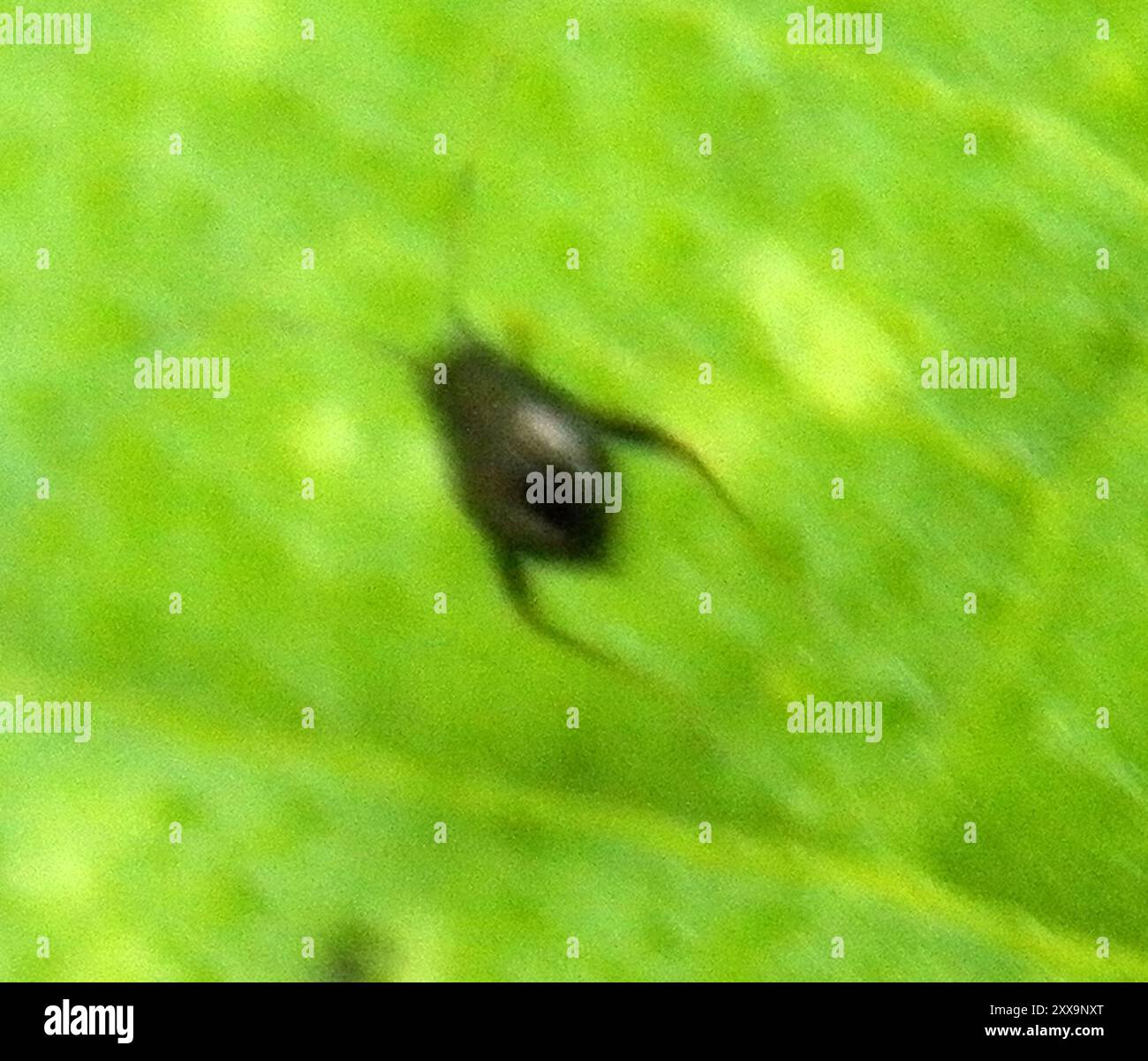 Garden Fleahopper (Microtechnites bractatus) Insecta Stock Photo - Alamy