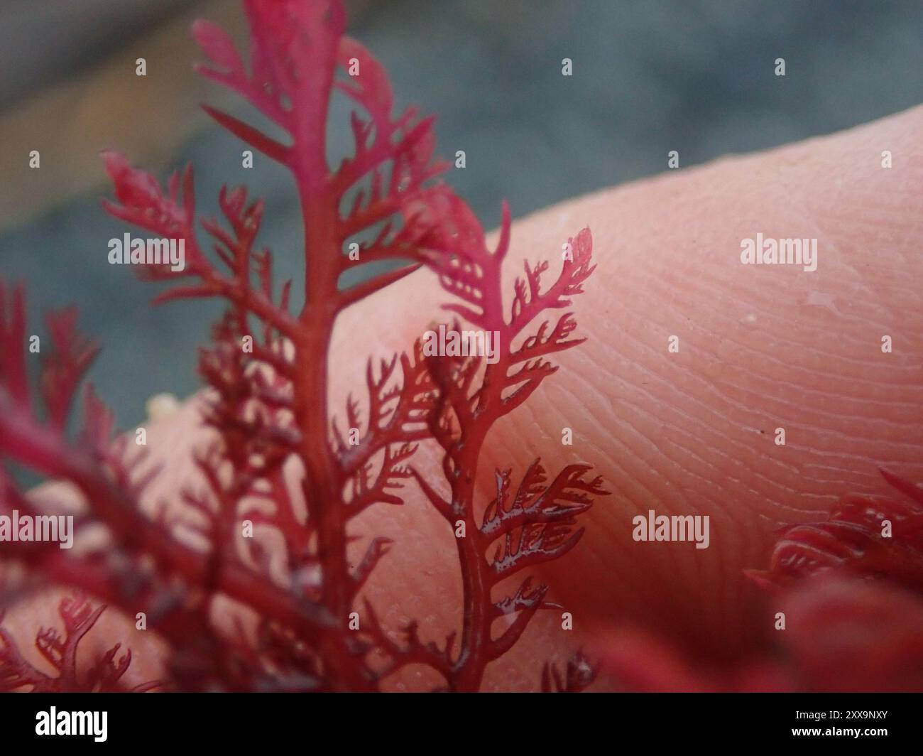 (Plocamium pacificum) Plantae Stock Photo - Alamy